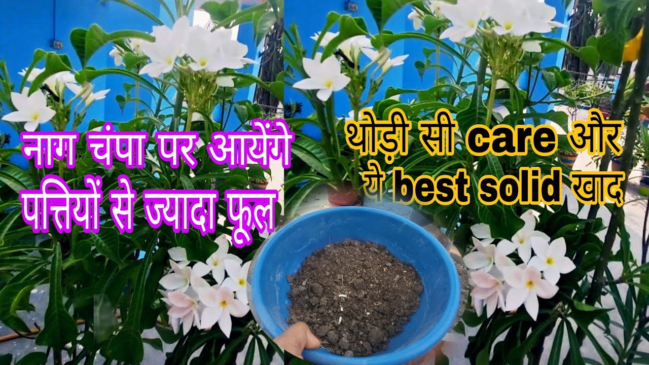 Nag Champa Plants Care Plumeria Pudica fertilizee //How to Get more ...