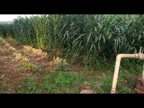 Arti goat farm, Varanasi - YouTube