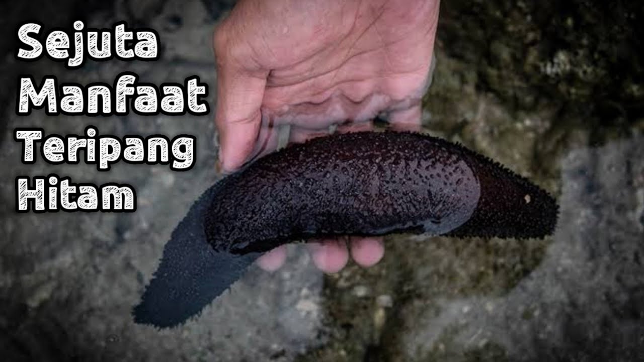 Teripang Laut || Jenis Cera Hitam #seafood #seacucumber #Jenisteripang ...