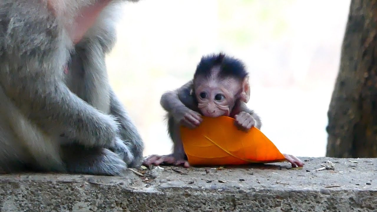 Old Mother Monkey Chalina take care of Tiny Baby Chara Baby so adorable play with Mom - YouTube