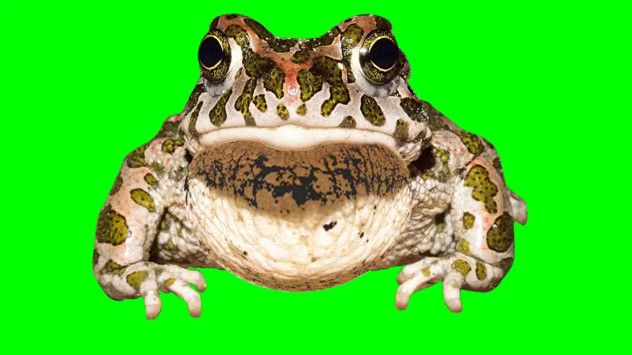 GREEN SCREEN FROG CROACKING - YouTube