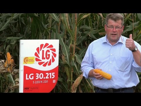 LG Seeds Deutschland | Mais LG 30.215 - KOLBENLEISTUNG DER NEUEN DIMENSION - 4 gute Gründe