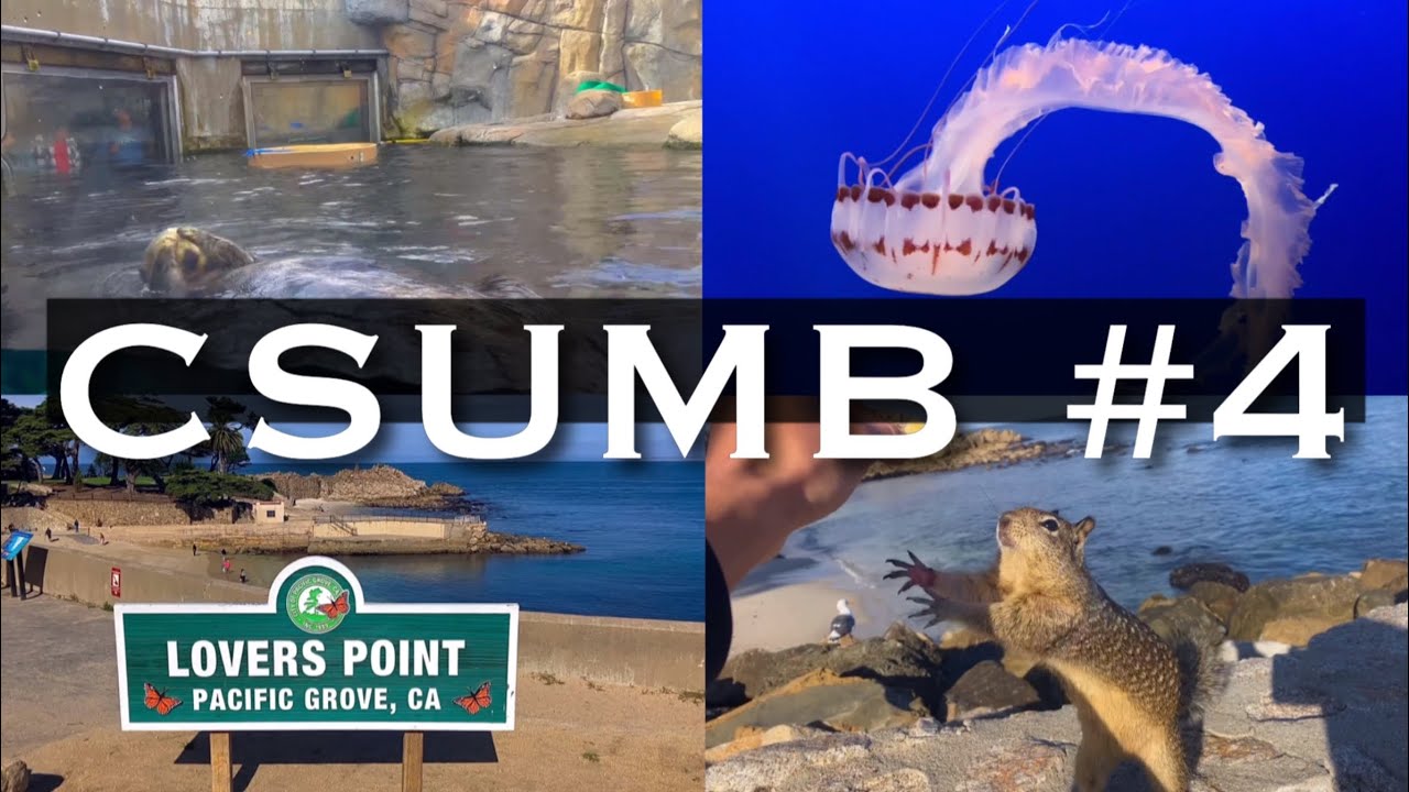CSUMB Story🇺🇸 Aquariumㅣ Snorkelingㅣ Lovers Pointㅣ 캘리포니아 주립대 교환학생 - YouTube