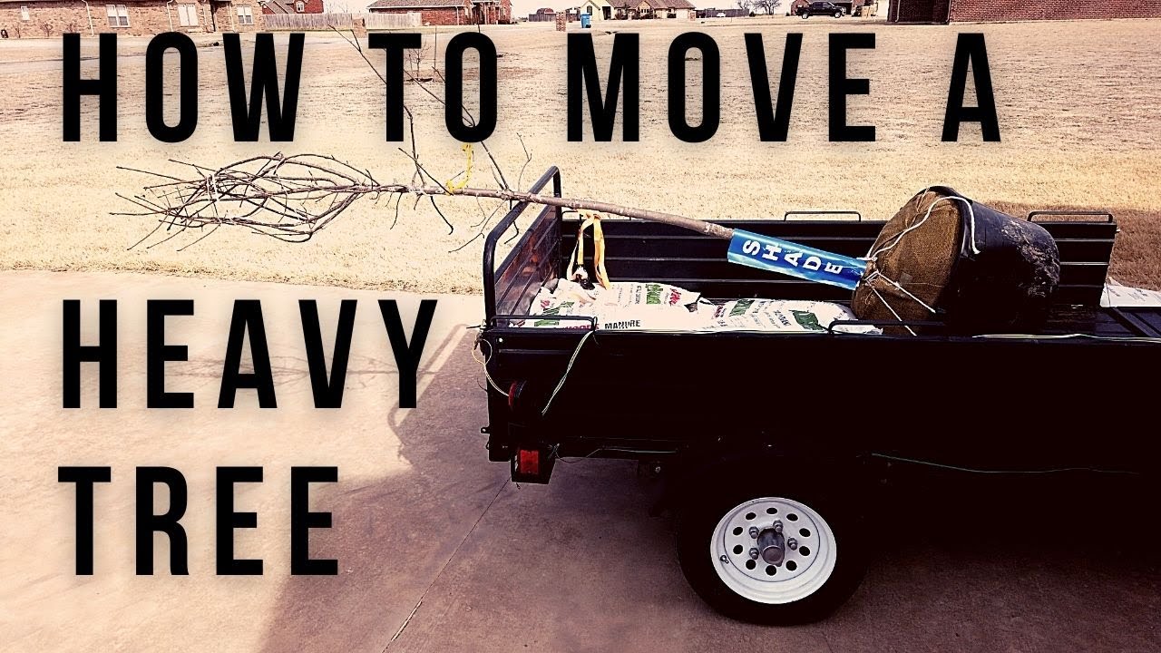 How to Move a Heavy Tree - YouTube