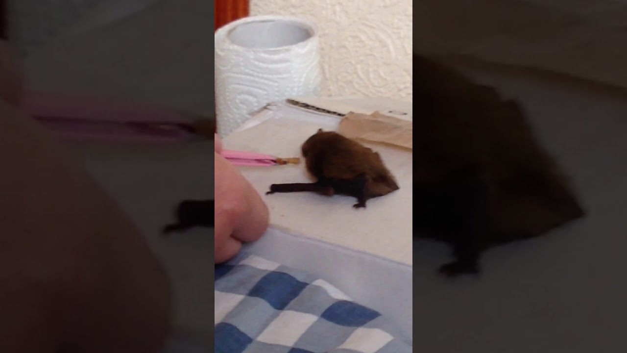 My Pet Bat - YouTube