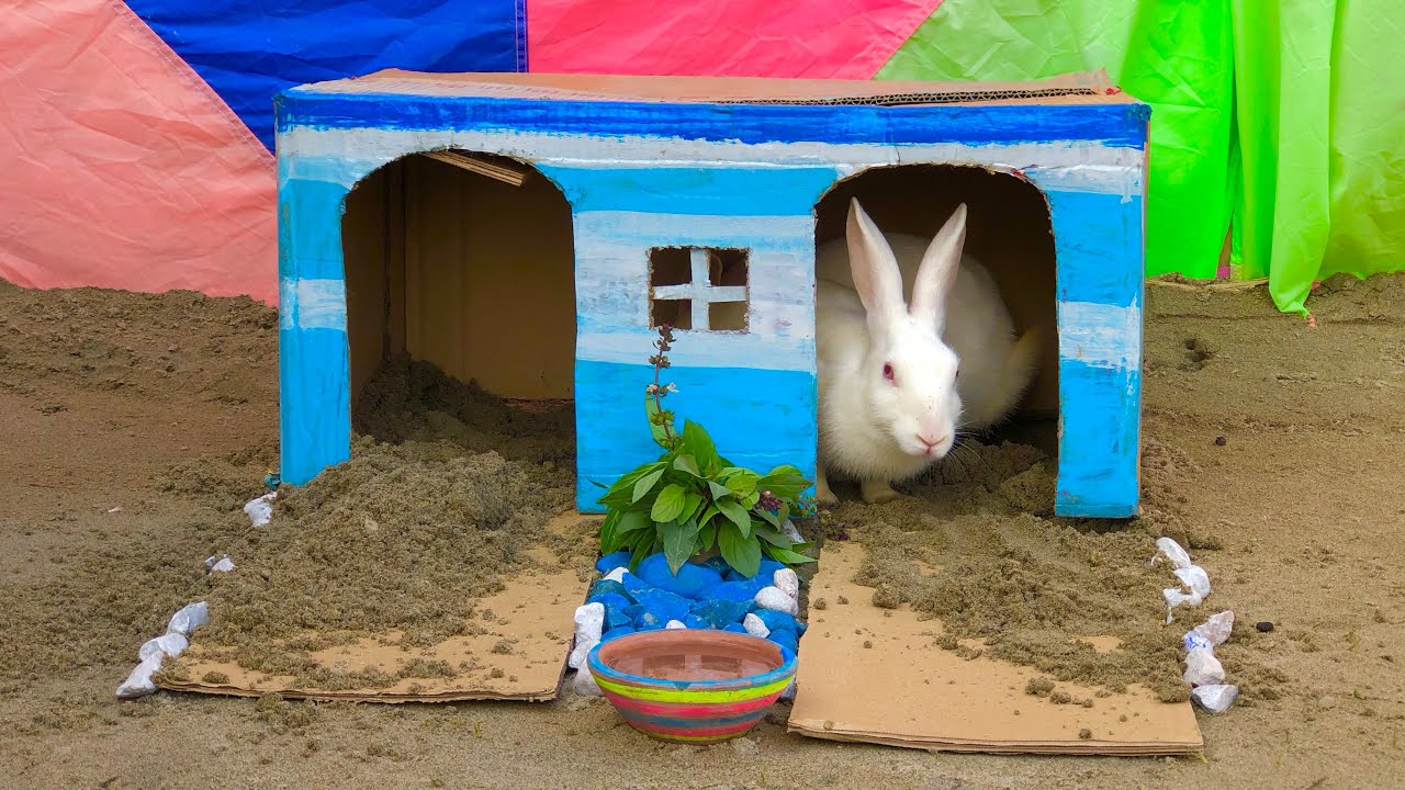 Rabbit mating 😱😍 | cute rabbits playing | how to Make rabbits hutch ...