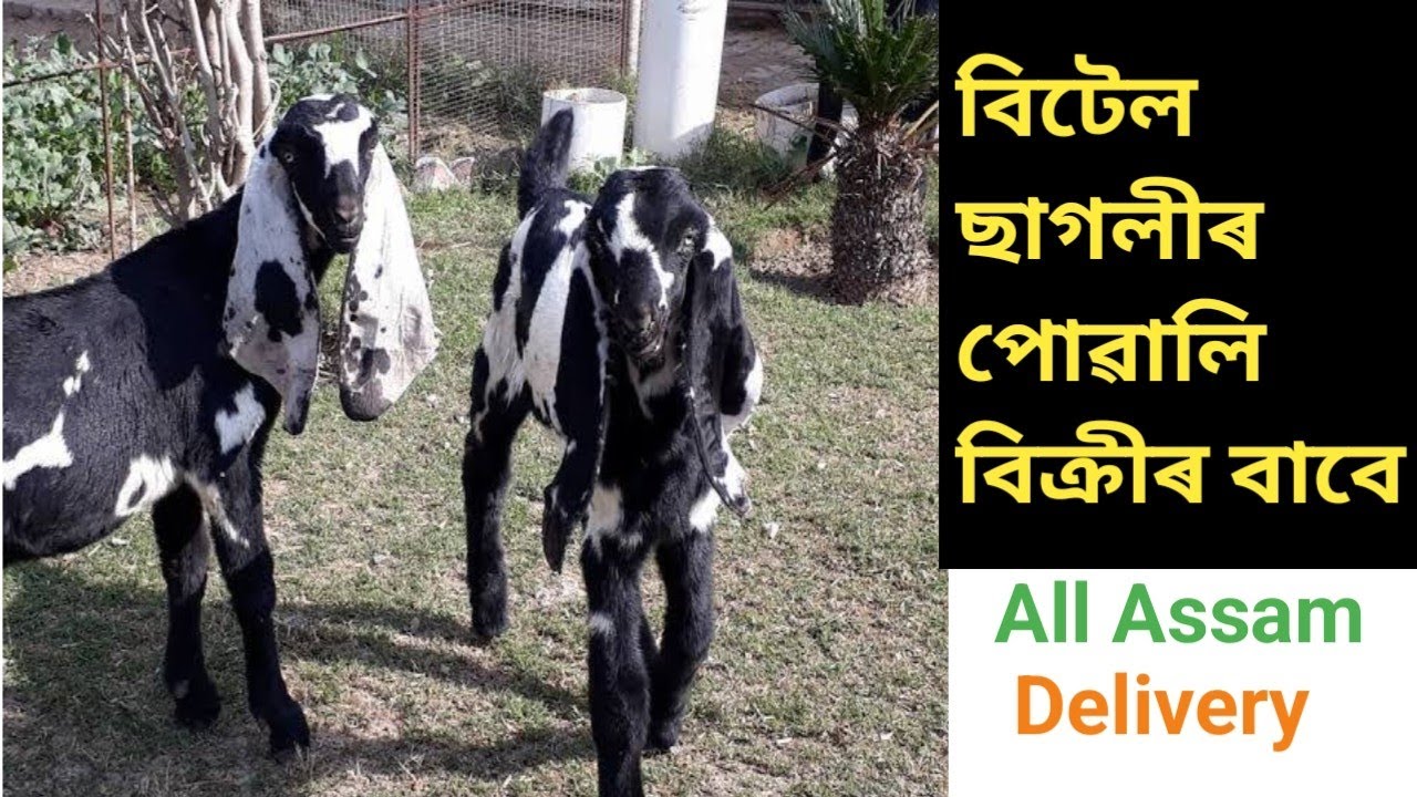 Beetal Goat farm In Assam | Goat farm - YouTube