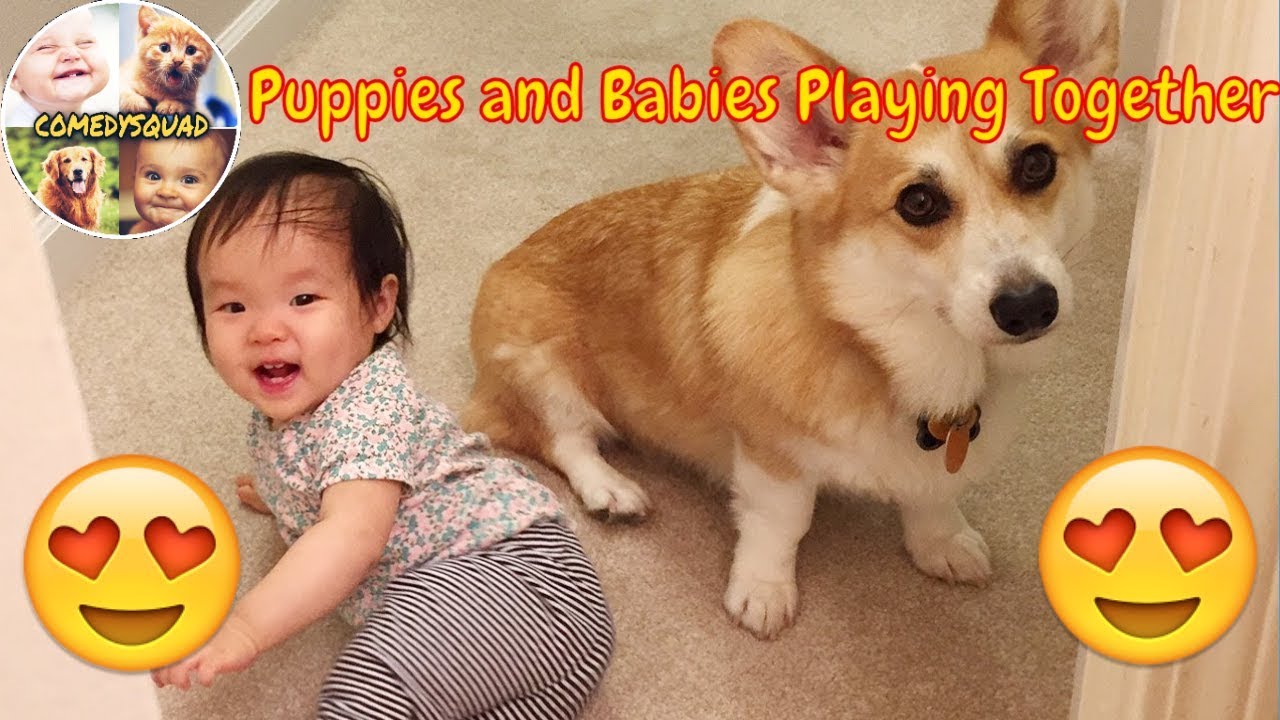 Adorable Babies Laughing and Playing With Dogs - Puppies and Babies ...