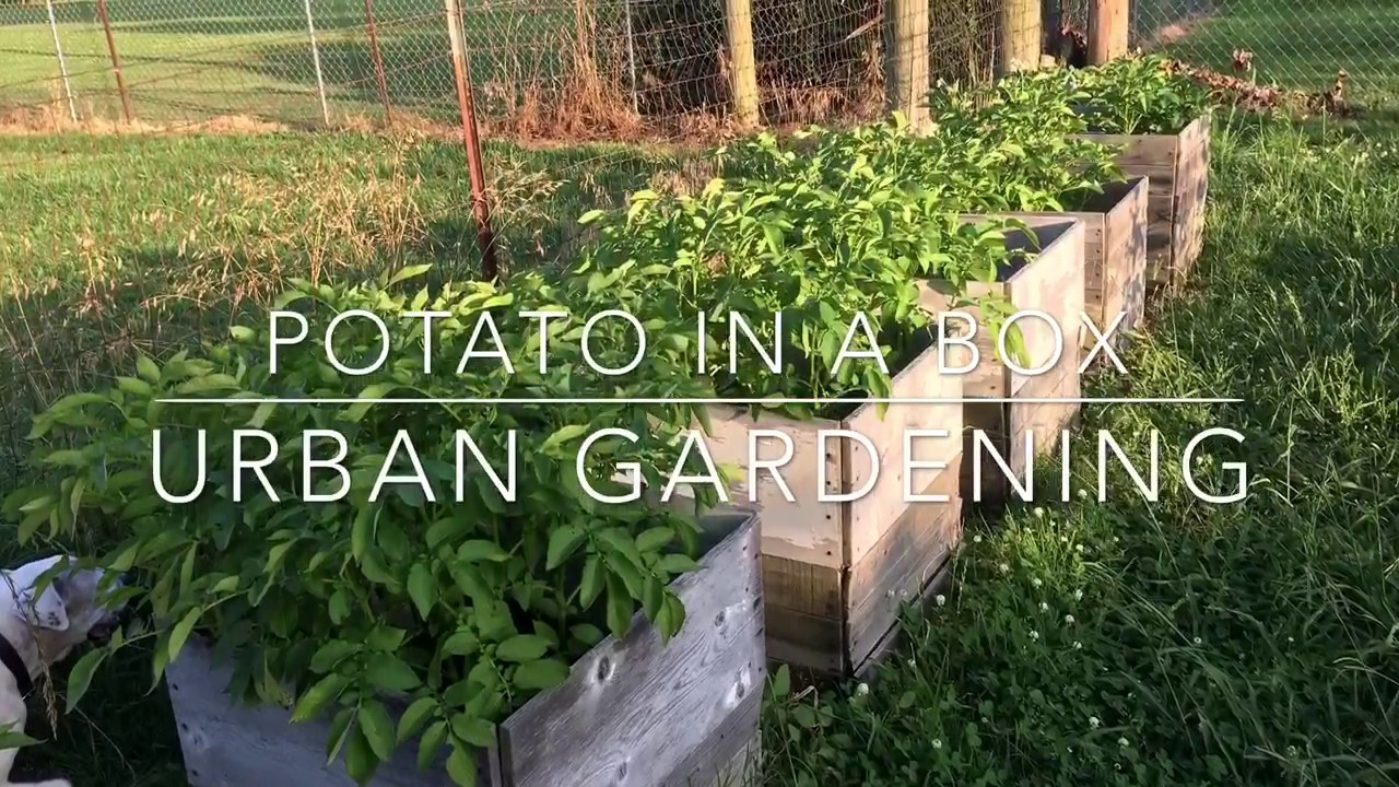 Potato Boxes Urban Gardening - YouTube