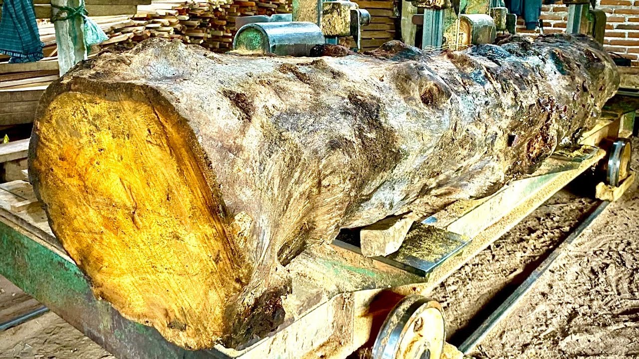 Ini dia wujud Kayu nangka busuk penuh benjolan incaran kolektor kayu ...