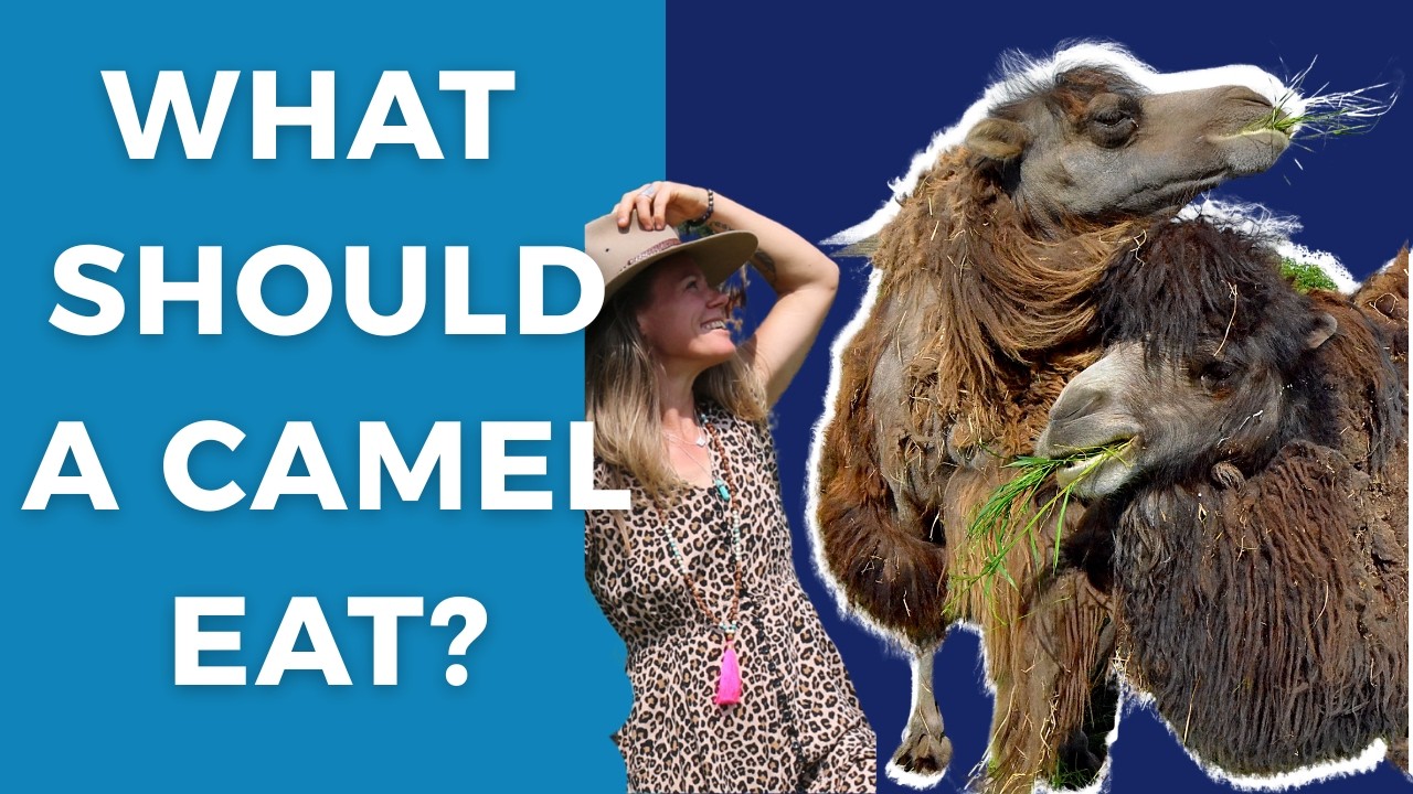 What I Feed My Camels (What I’ve Learned Over the Years) - YouTube