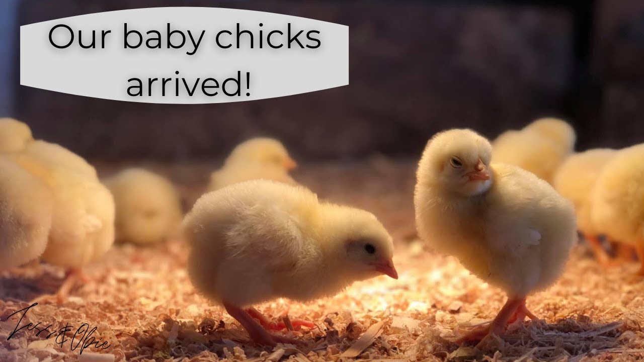 We got 100 baby chicks in the mail! - YouTube