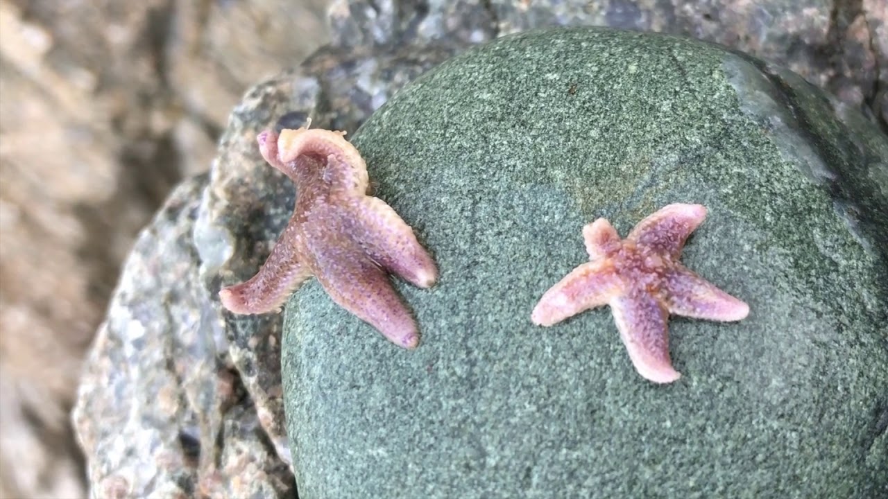Mermaid Kisses & Starfish Wishes - YouTube
