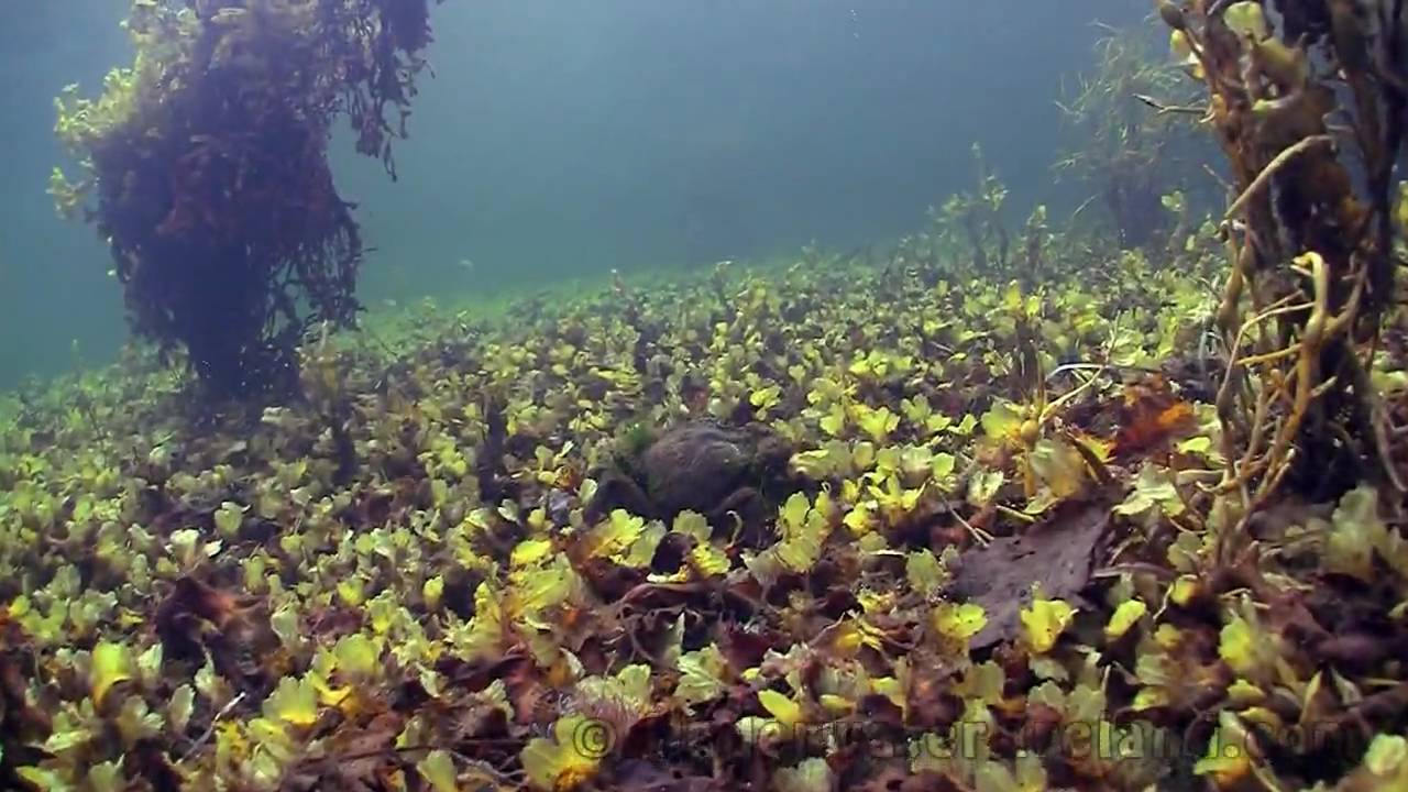 Discover the undiscovered just below the surface with Underwater ...