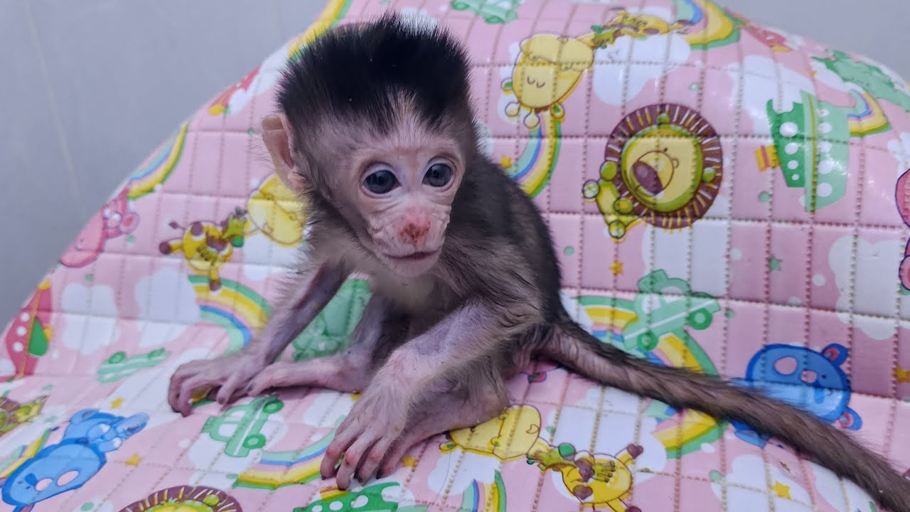 Baby Monkey First Time Cleaning Body - YouTube