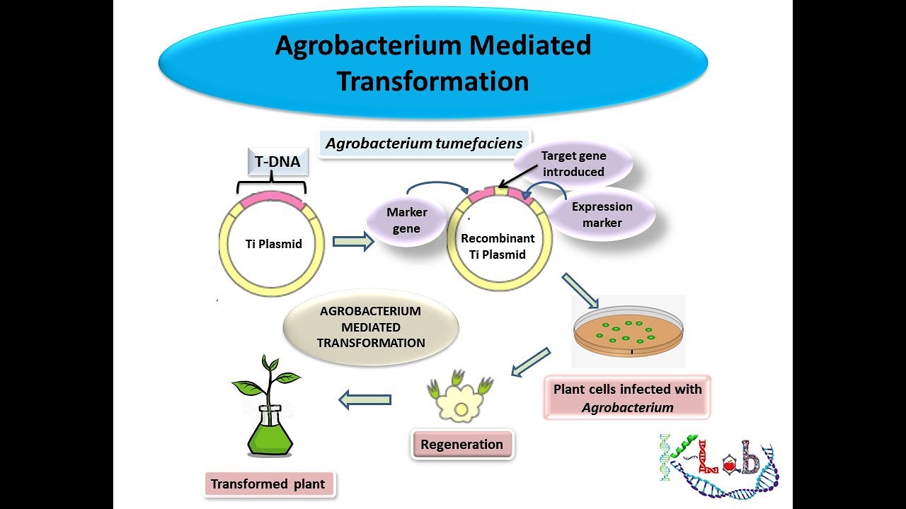 Agrobacterium mediated Gene Transformation - YouTube