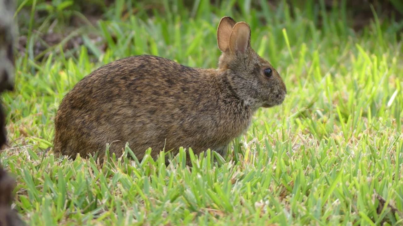 2016 Sanibel Island, FL - Marsh Rabbit - YouTube