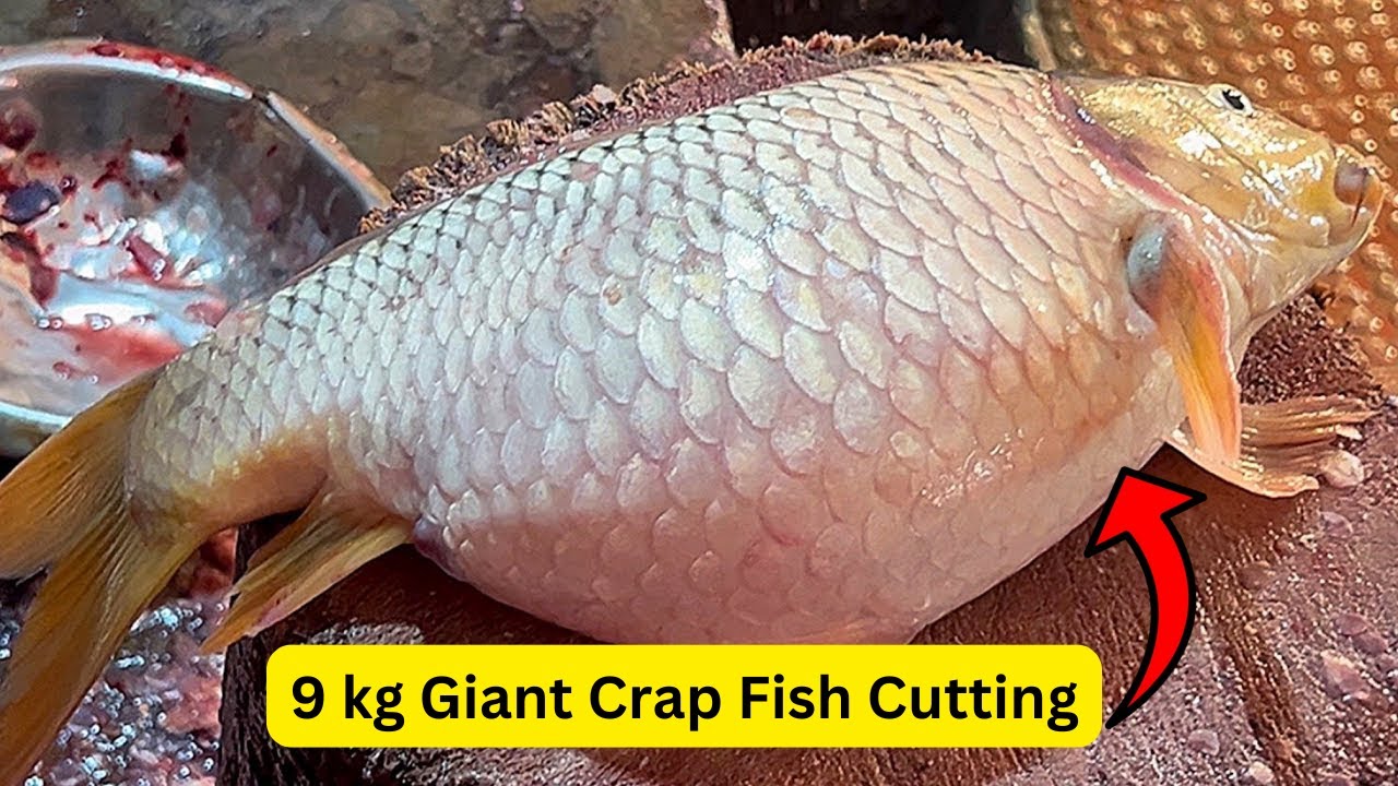 Village Style Giant Carp Fish Cutting Skills | Traditional Fish Cutting ...