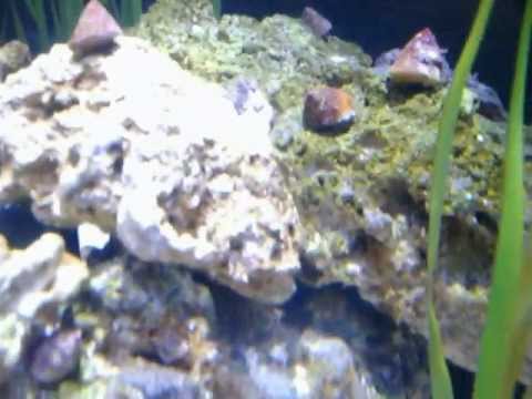 Houston Texas Aquarium 107