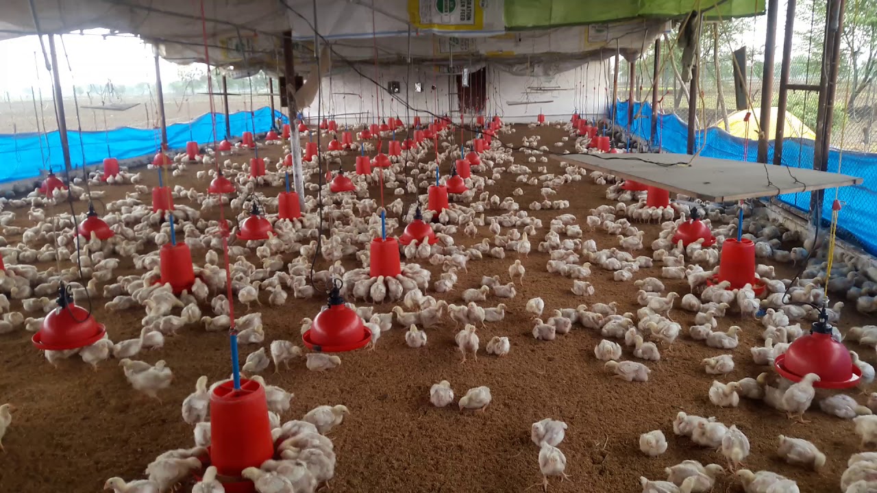 Purab Poltri Farm boerdeh rushe cg - YouTube