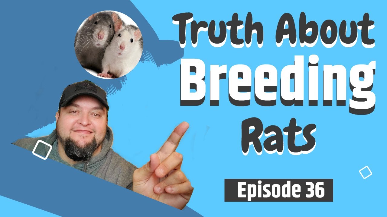 How Much I Make from Breeding Rats! - YouTube
