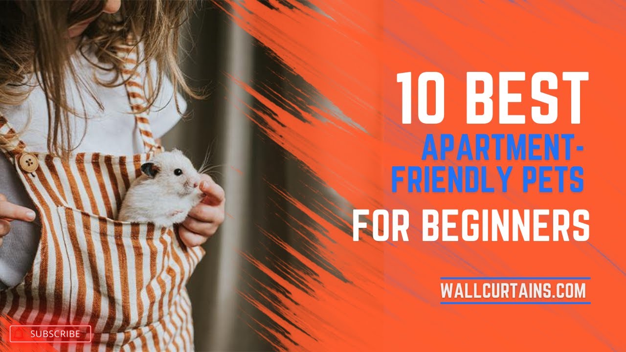 10 Best Apartment Friendly Pets for Beginners - YouTube