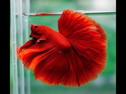 Live betta fish male solid super red half-moon - YouTube