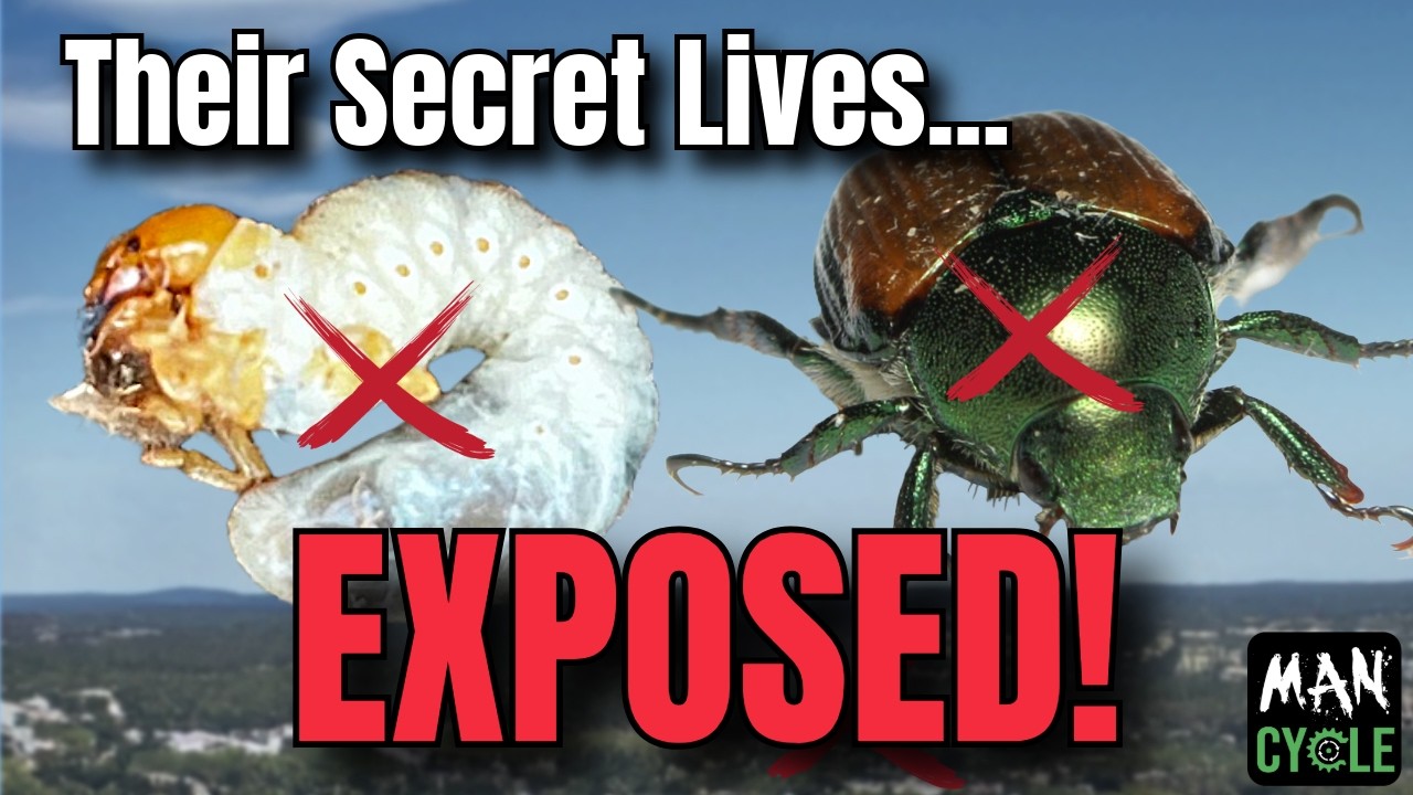 Japanese Beetle Facts Anatomy Diet Habitat Lifecycle