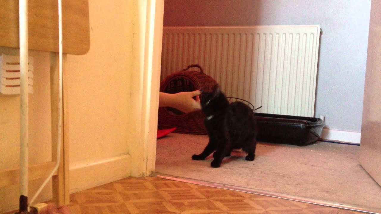 IMG_0343.MOV Slinky the cat - YouTube