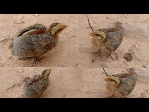 suab me nyuam qaib qus quaj tuaj zoo 100% - YouTube