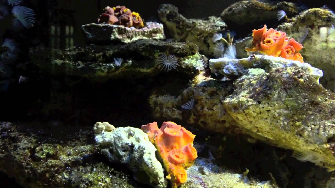 Sun Coral Fragging Part l. - YouTube