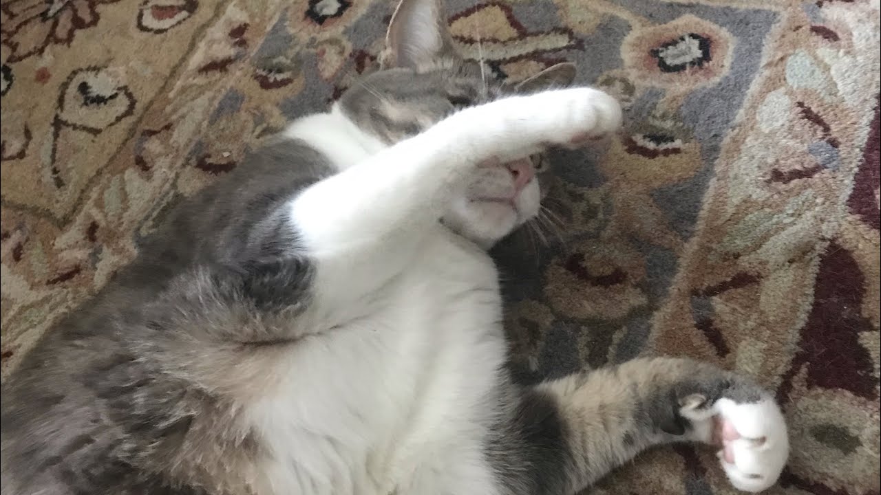 My third cat - YouTube