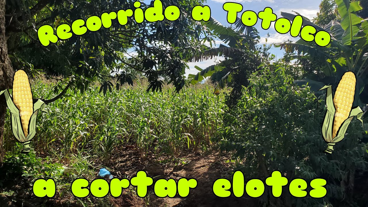 Recorrido a Totolco a cortar elotes - YouTube