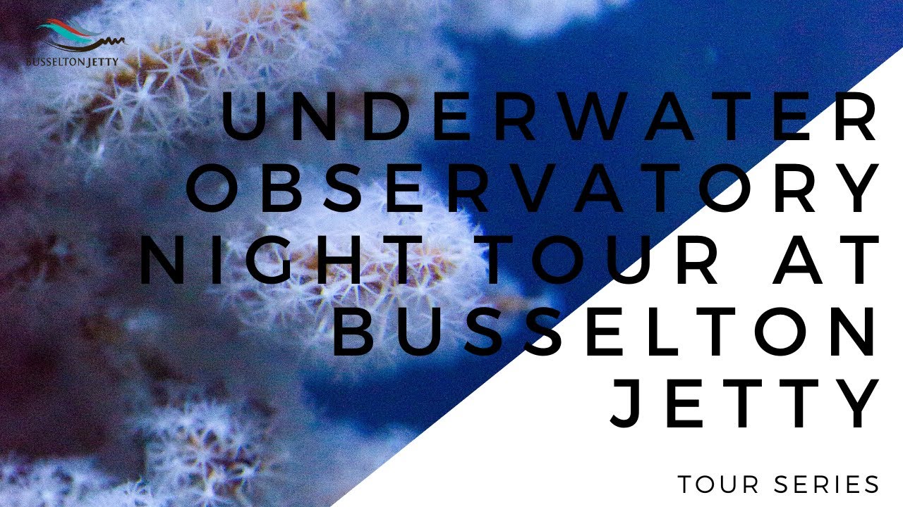 Busselton Jetty Tour Series: Underwater Observatory Night Tour - YouTube