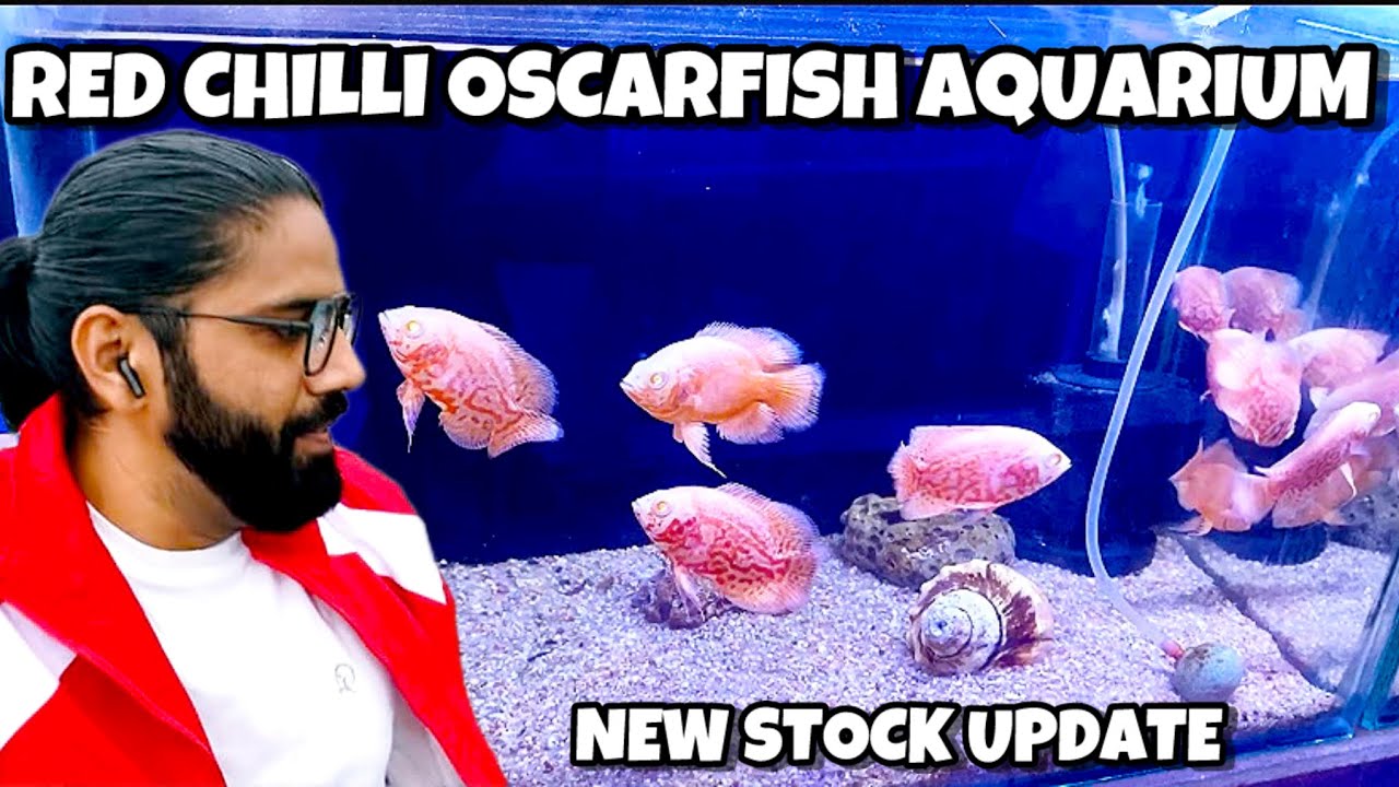 New red chilli oscar fish aquarium in stock | best food for red ear ...