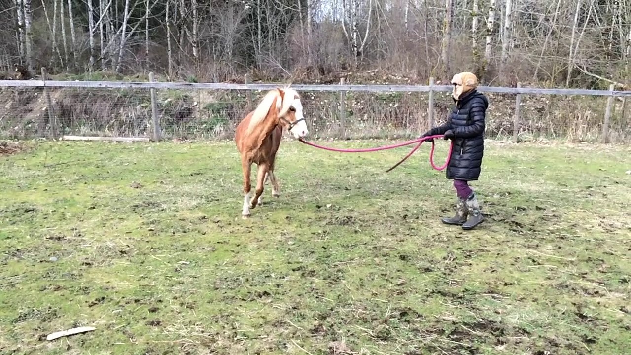 LITTLE RED! WELSH PONY STUD COLT - YouTube
