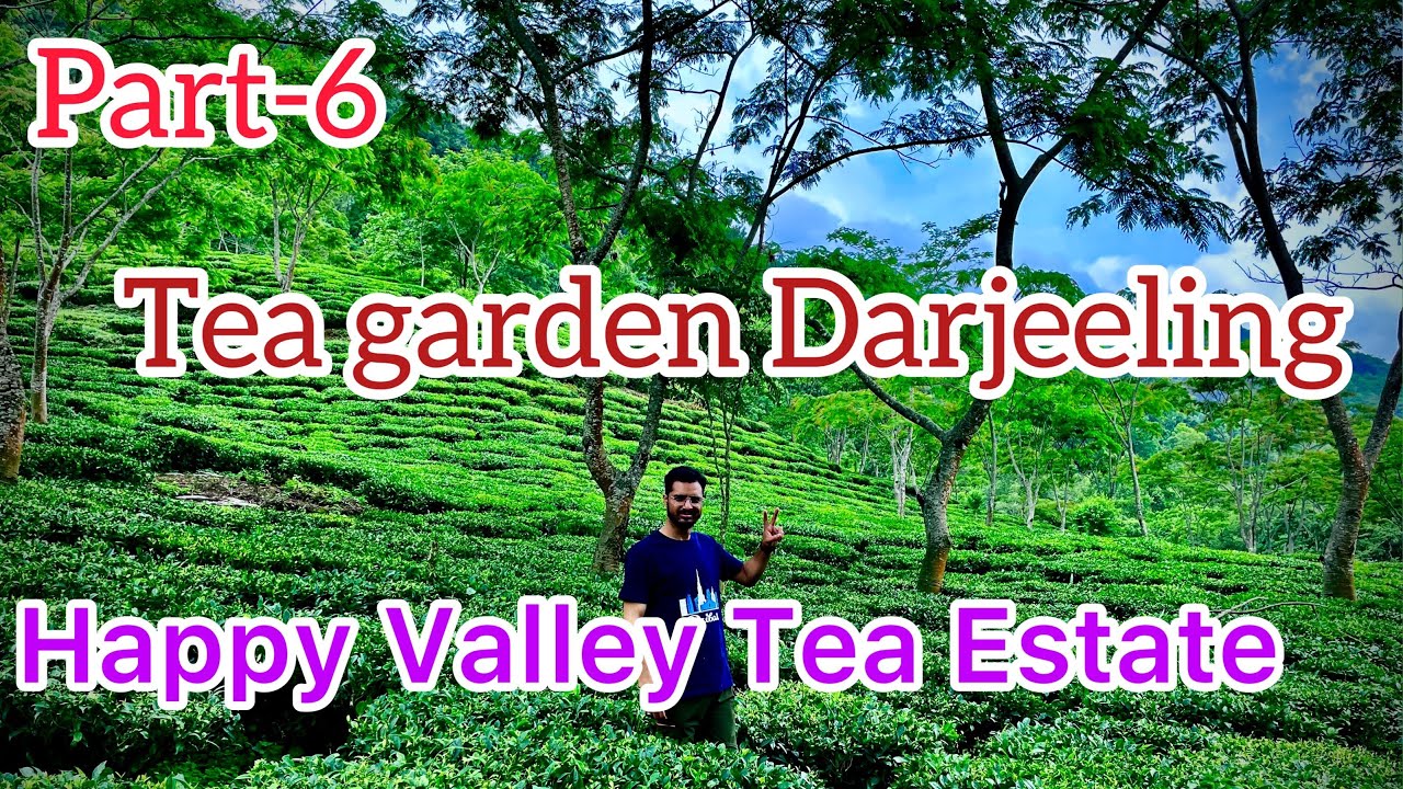 Happy Valley Tea Estate // Tea garden Darjeeling || Famous Tea garden ...