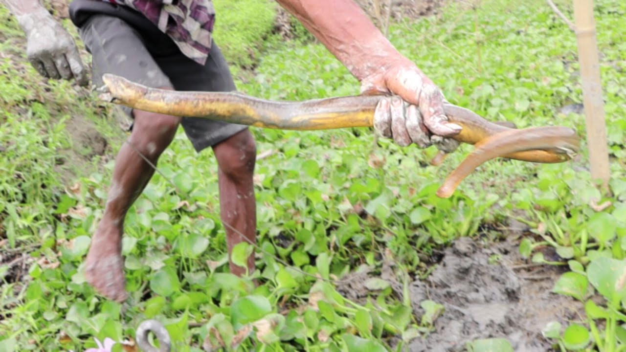 OMG ! Best Big Size Eel Fishing Technique Using Hook And Rope | বড় ...