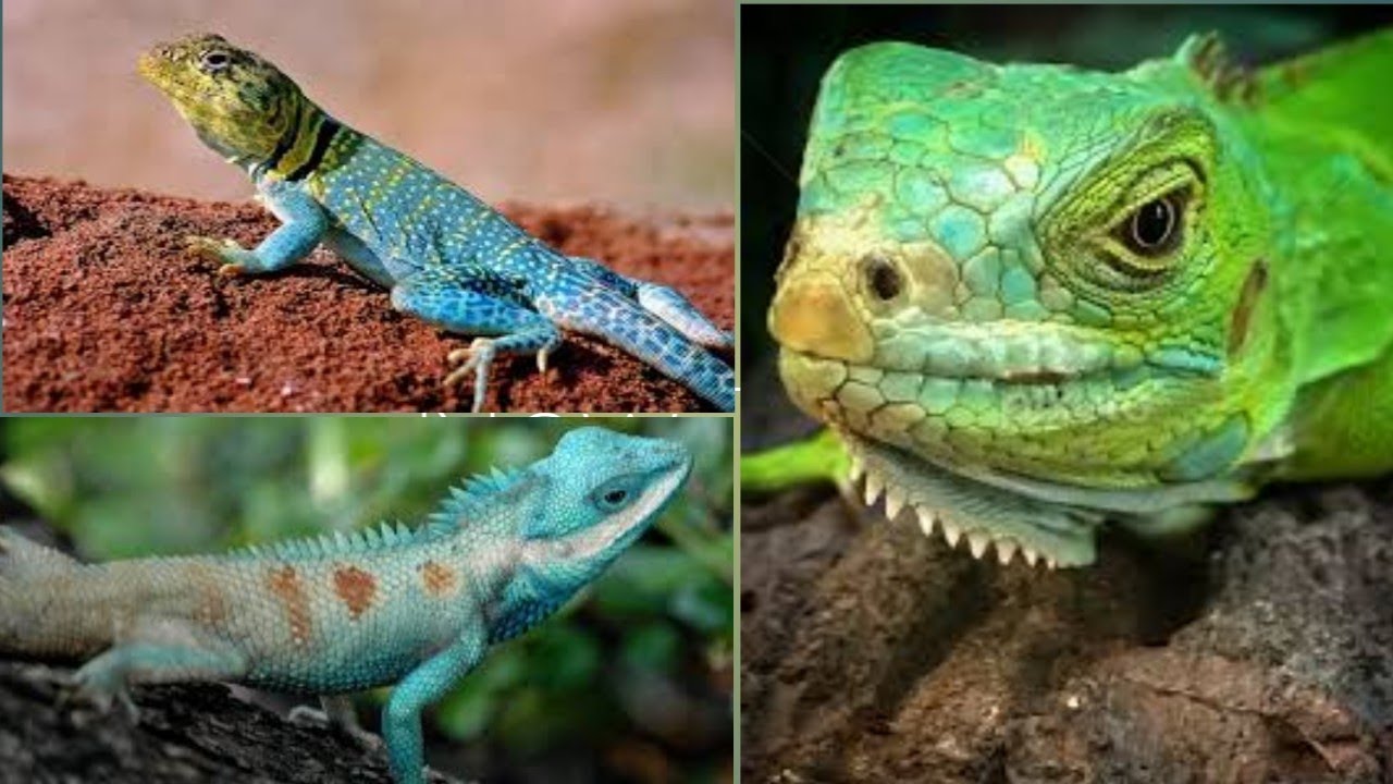 Chinese Water Dragon - Most Beautiful Lizards Video Compilation 2021🦎😍 ...
