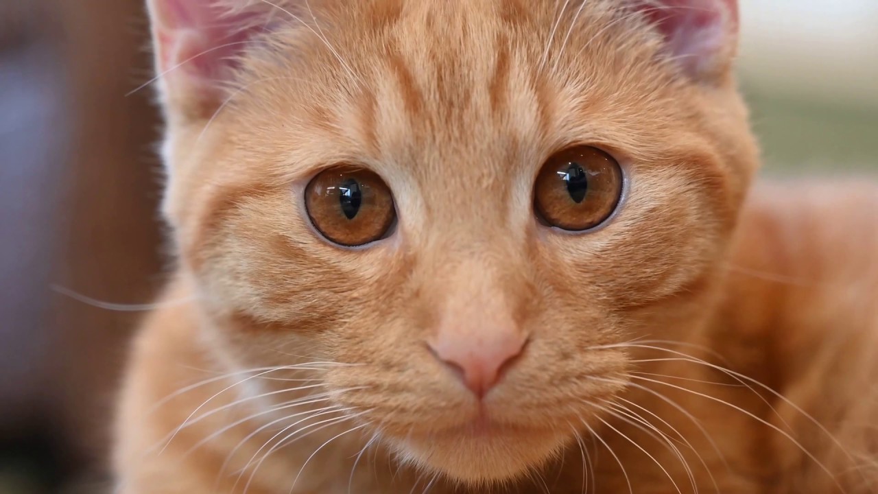 dramatic Cat - YouTube