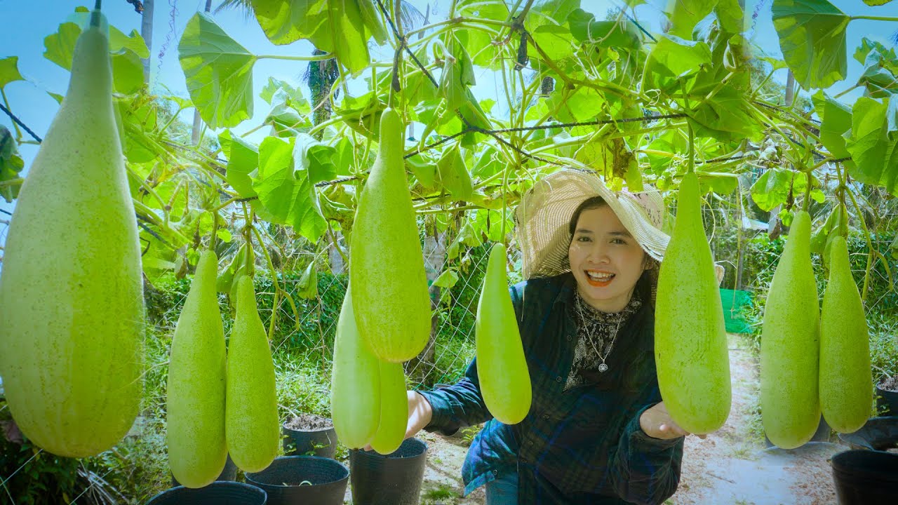 Amazing idea for growing Bottle Gourd in Plastic Get high yields ...