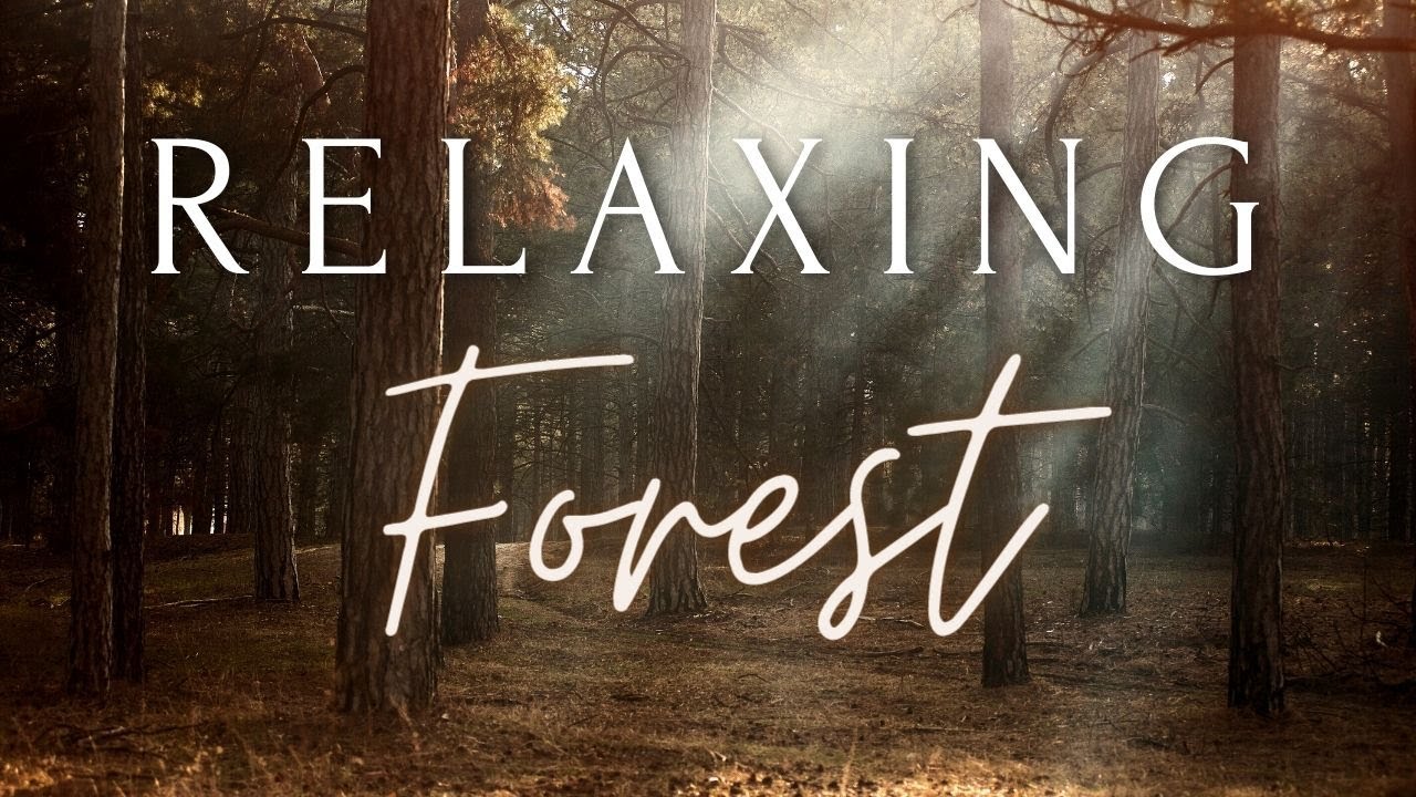 Forest sounds | Birds, Crickets | Relax with Nature | 10 hours - YouTube