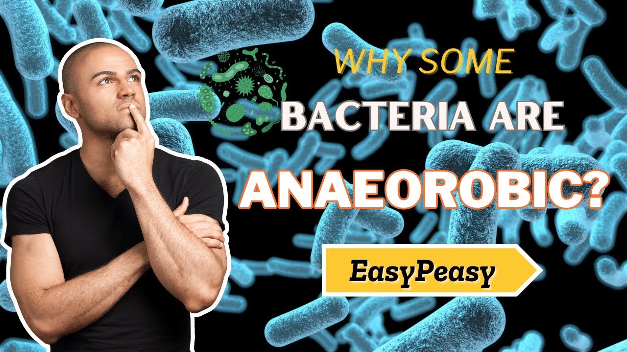 Why Some Bacteria Are Anaerobic? Anaerobic Bacteria Survival ...