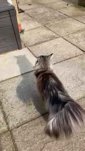 My cat is so cute! - YouTube