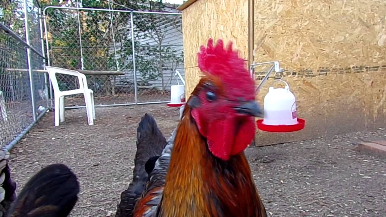Blue Copper Maran Rooster Being Awesome !! - YouTube