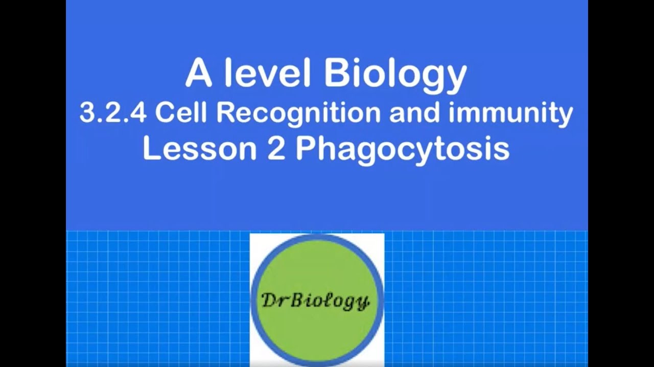 Lesson 2 Phagocytosis (A-level Biology) - YouTube