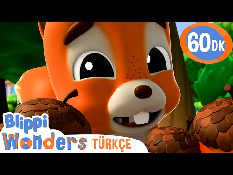 Blippi ile Fındık Arama Macerası 🐿️ | Blippi Türkçe - Çocuklar için Eğitici Videolar