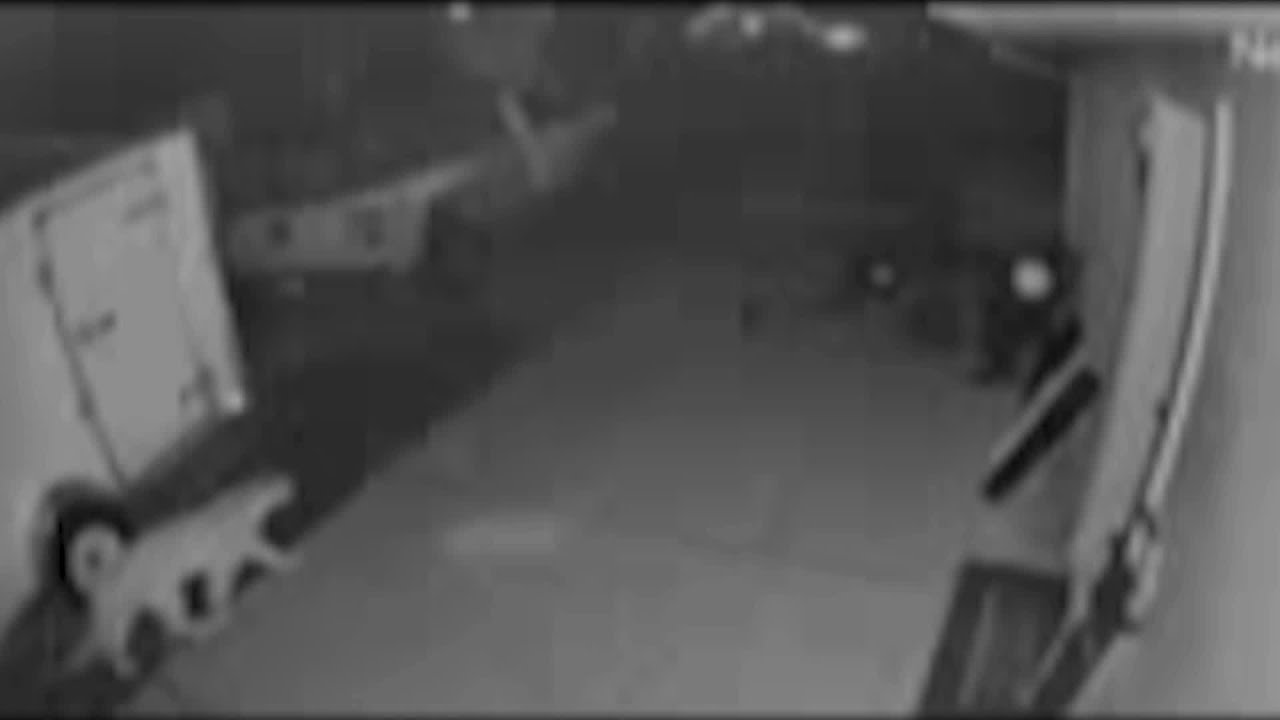 Mountain lion caught on Aloha security camera - YouTube