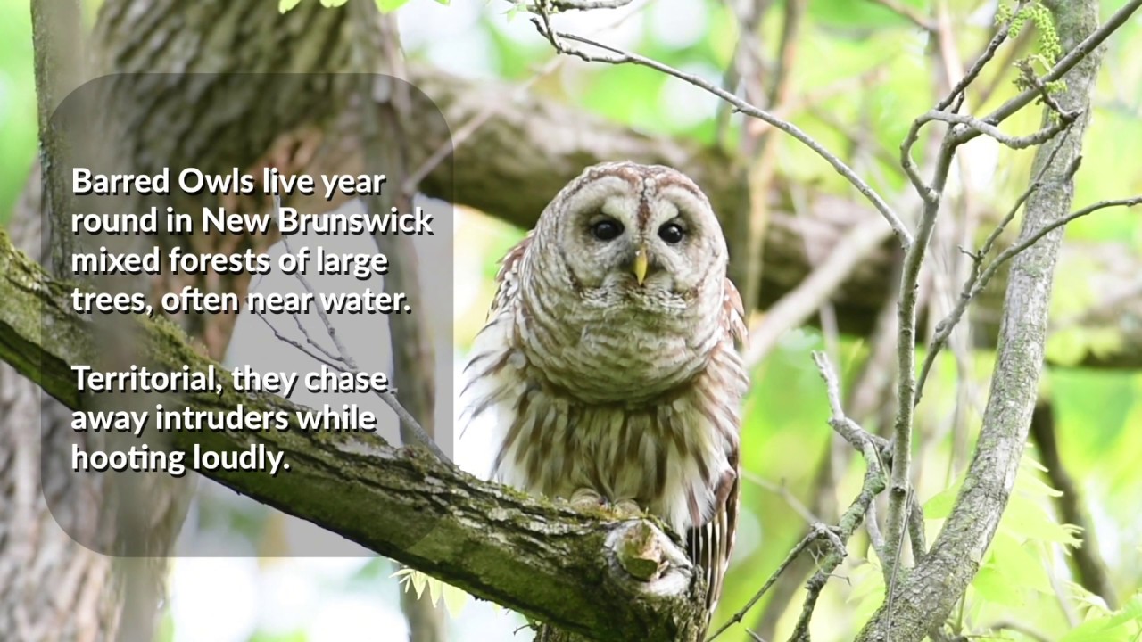 Barred Owl in New Brunswick on World Habitat Day 2019 - YouTube