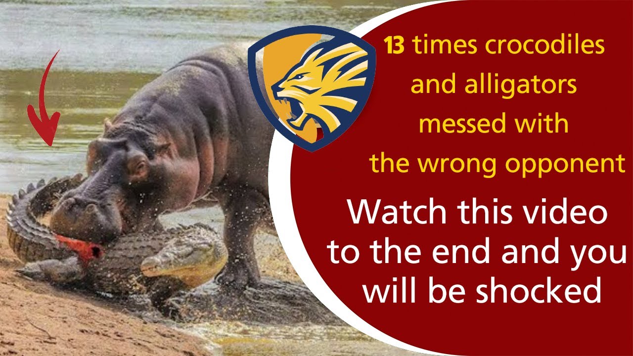 13 times crocodiles and alligators messed with the wrong opponent ...